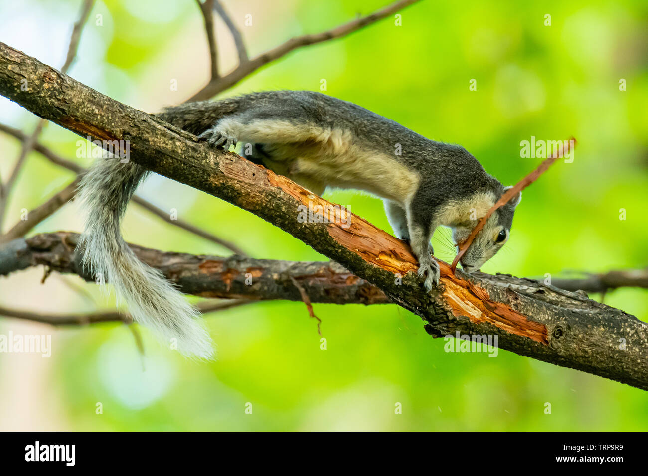 Squirrel gnawing branch bark on a tree Stock Photo - Alamy
