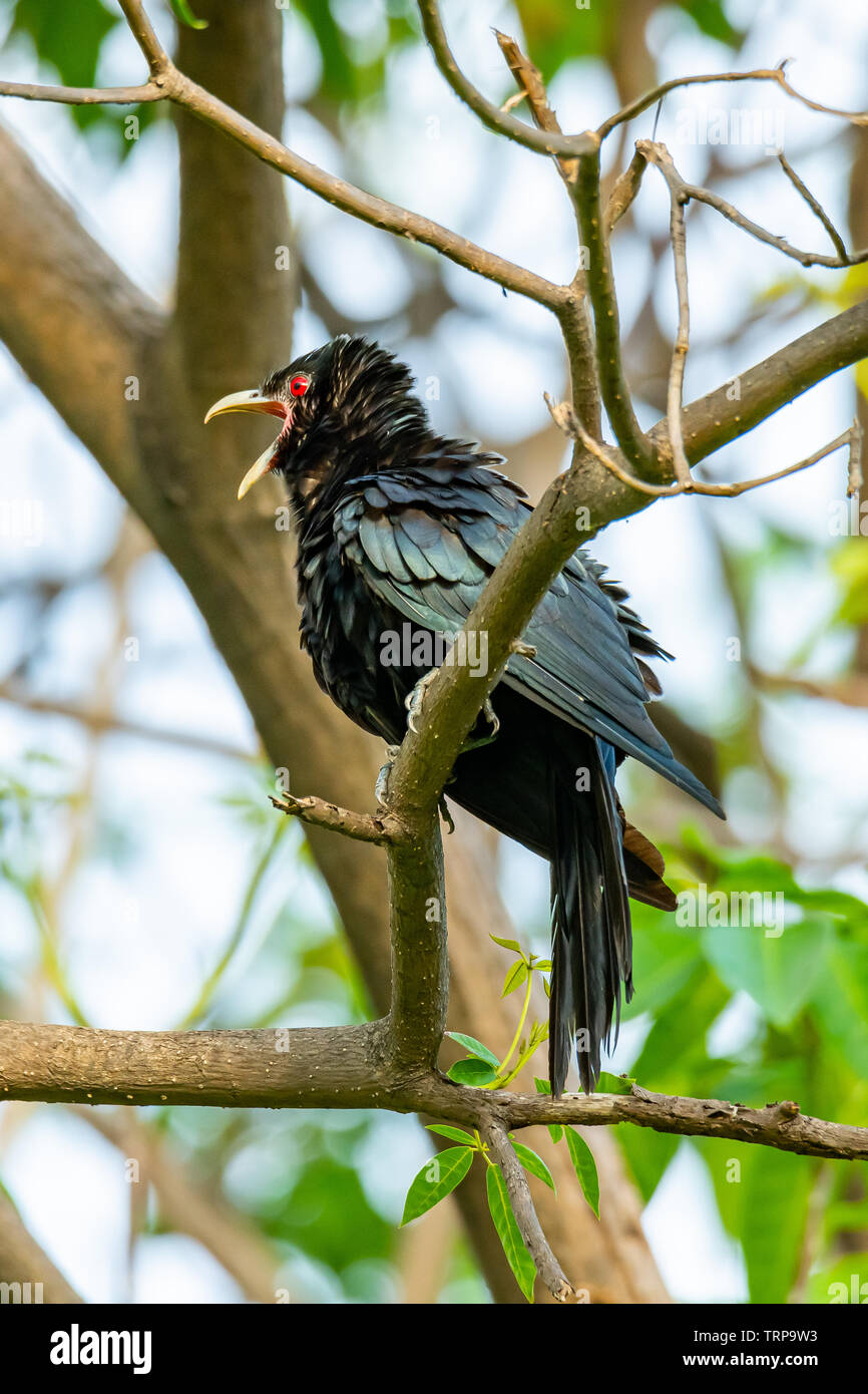 Male Asian Koel perching on a perch, opening its beak and puffing up ...