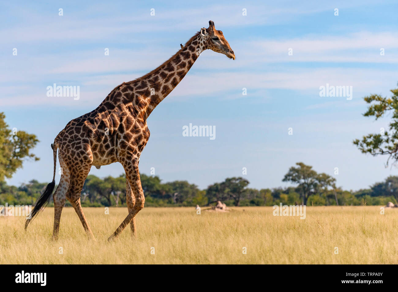 Male giraffe hi-res stock photography and images - Alamy