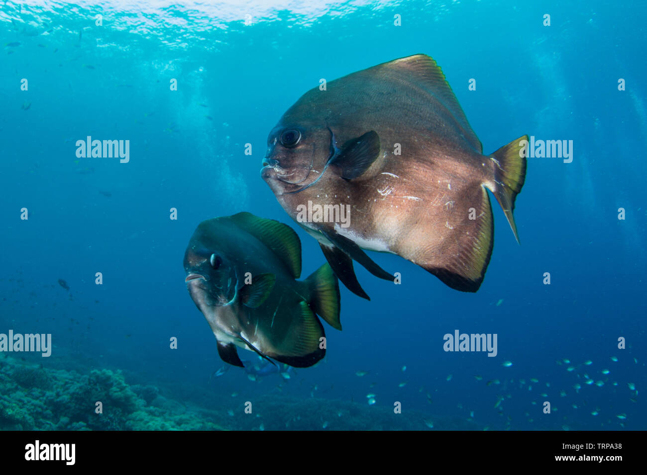 Platax batavianus hi-res stock photography and images - Alamy