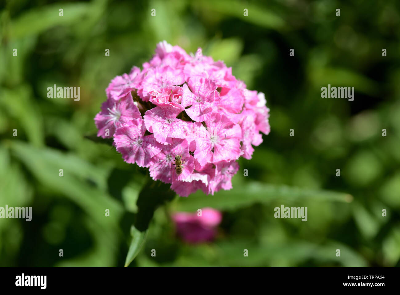 Beautiful sweet william flowers (Dianthus barbatus) in the garden close ...
