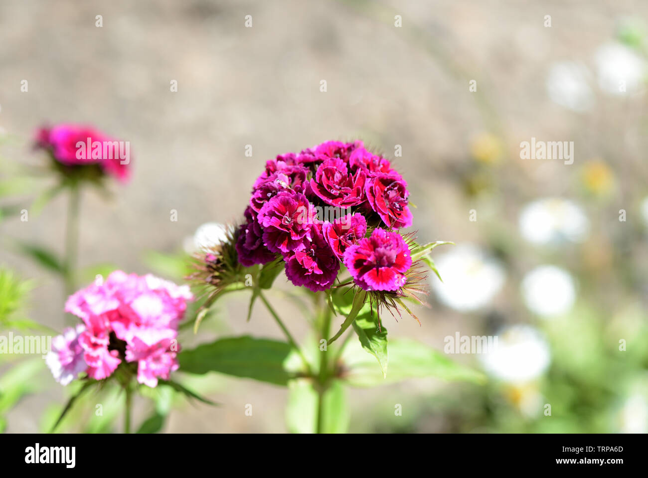 Beautiful sweet william flowers (Dianthus barbatus) in the garden close ...