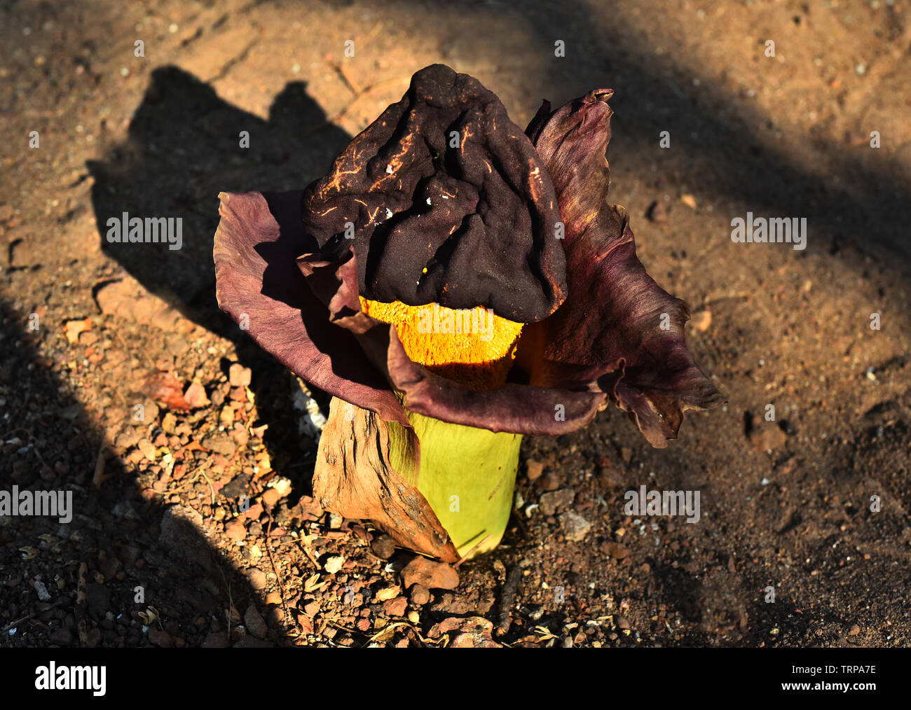 flower of elephant foot yam Stock Photo - Alamy