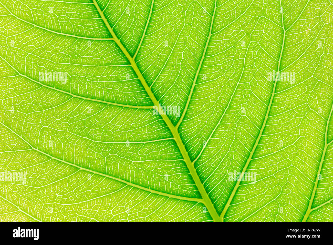 Green Leaf pattern texture background with light behind for website ...