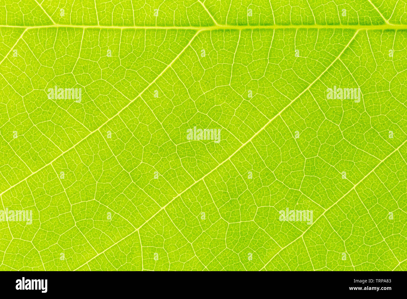 Green Leaf pattern texture background with light behind for website ...