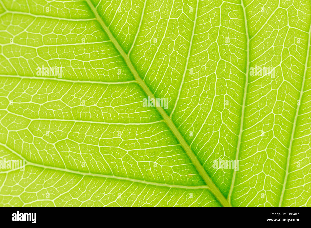 Green Leaf pattern texture background with light behind for website ...