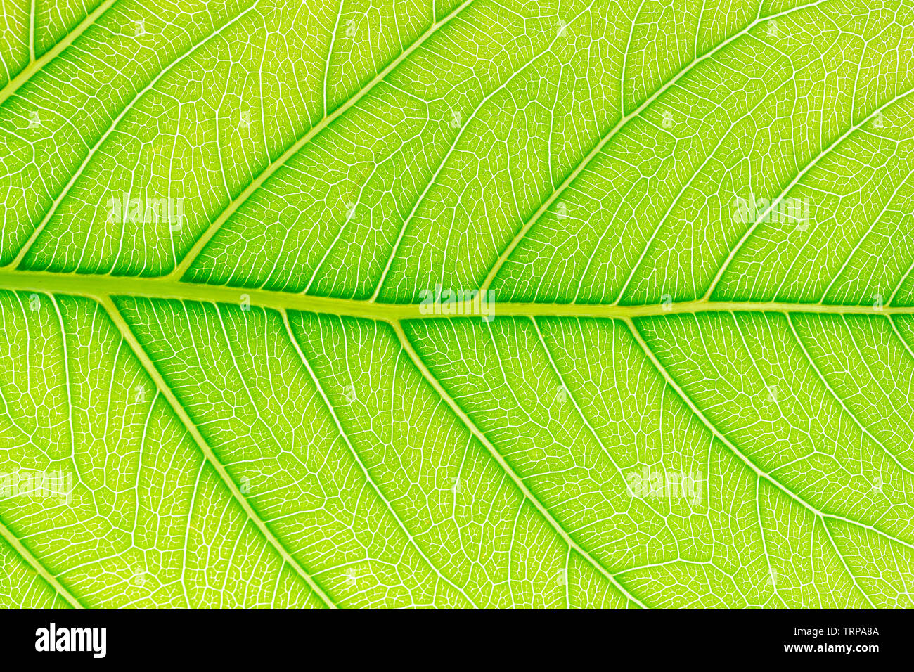 Green Leaf pattern texture background with light behind for website ...