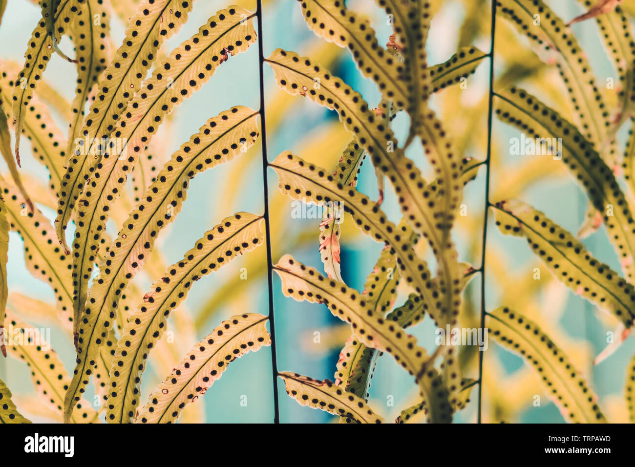 Beautiful Artificial leaves hanging in front of glass window to ...