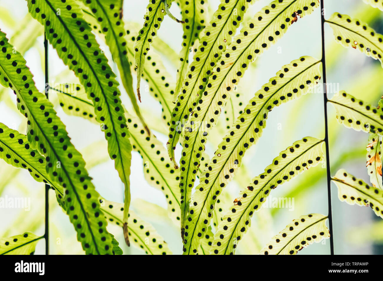 Beautiful Artificial leaves hanging in front of glass window to ...