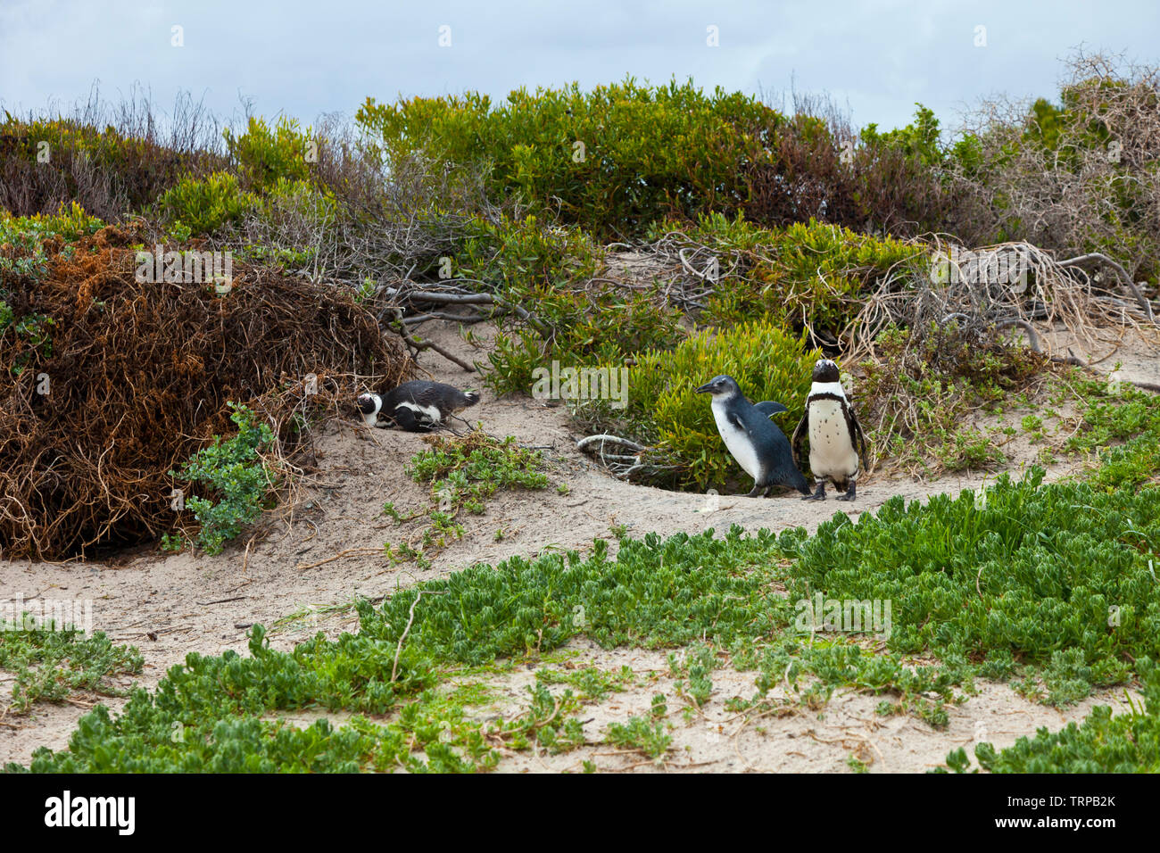 AFRICAN PENGUIN-PINGÜINO DEL CABO (Spheniscus demersus), Boulders Beach ...