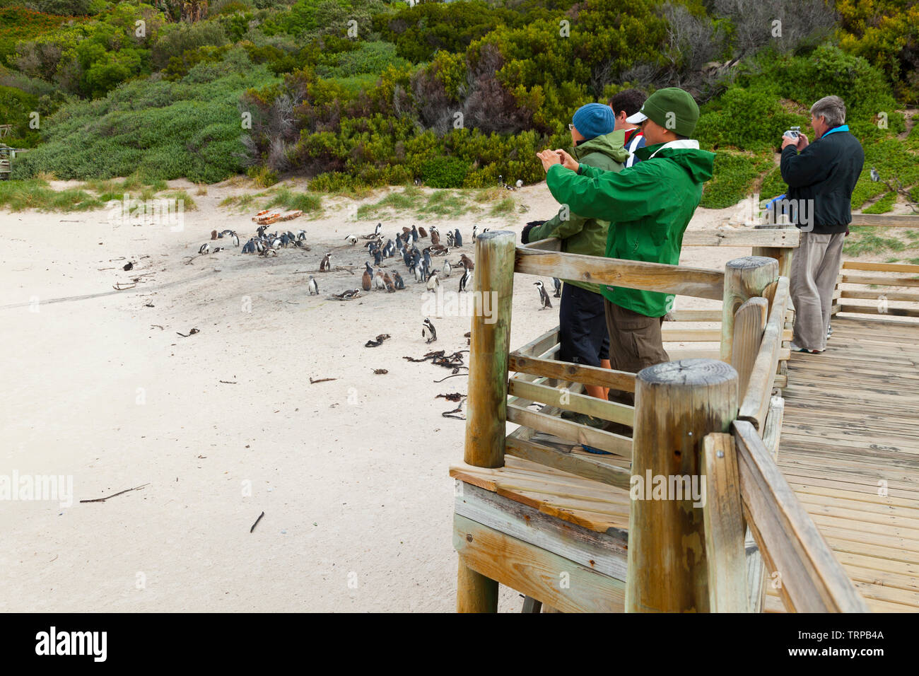 AFRICAN PENGUIN-PINGÜINO DEL CABO (Spheniscus demersus), Boulders Beach ...