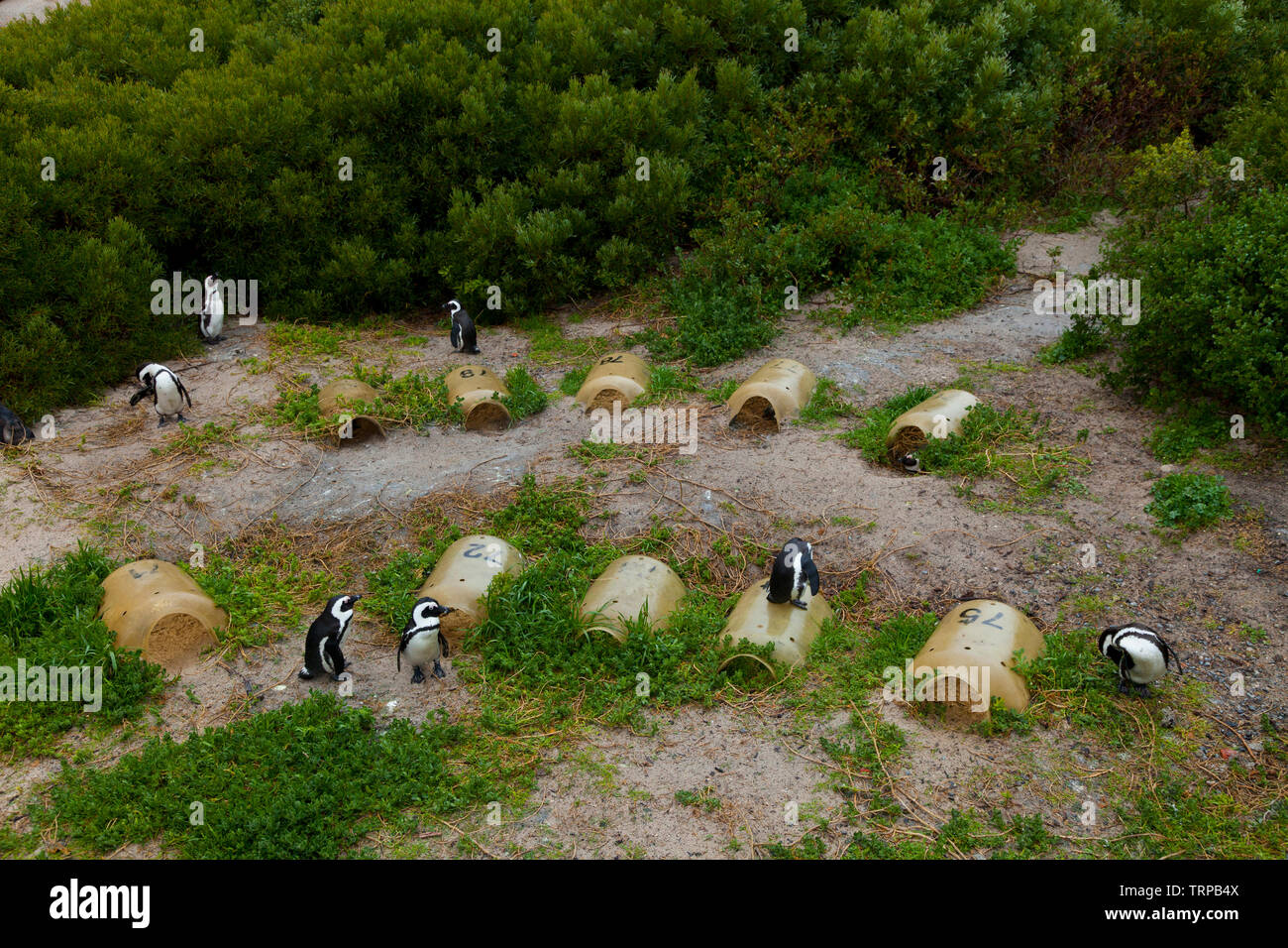 AFRICAN PENGUIN-PINGÜINO DEL CABO (Spheniscus demersus), Boulders Beach ...
