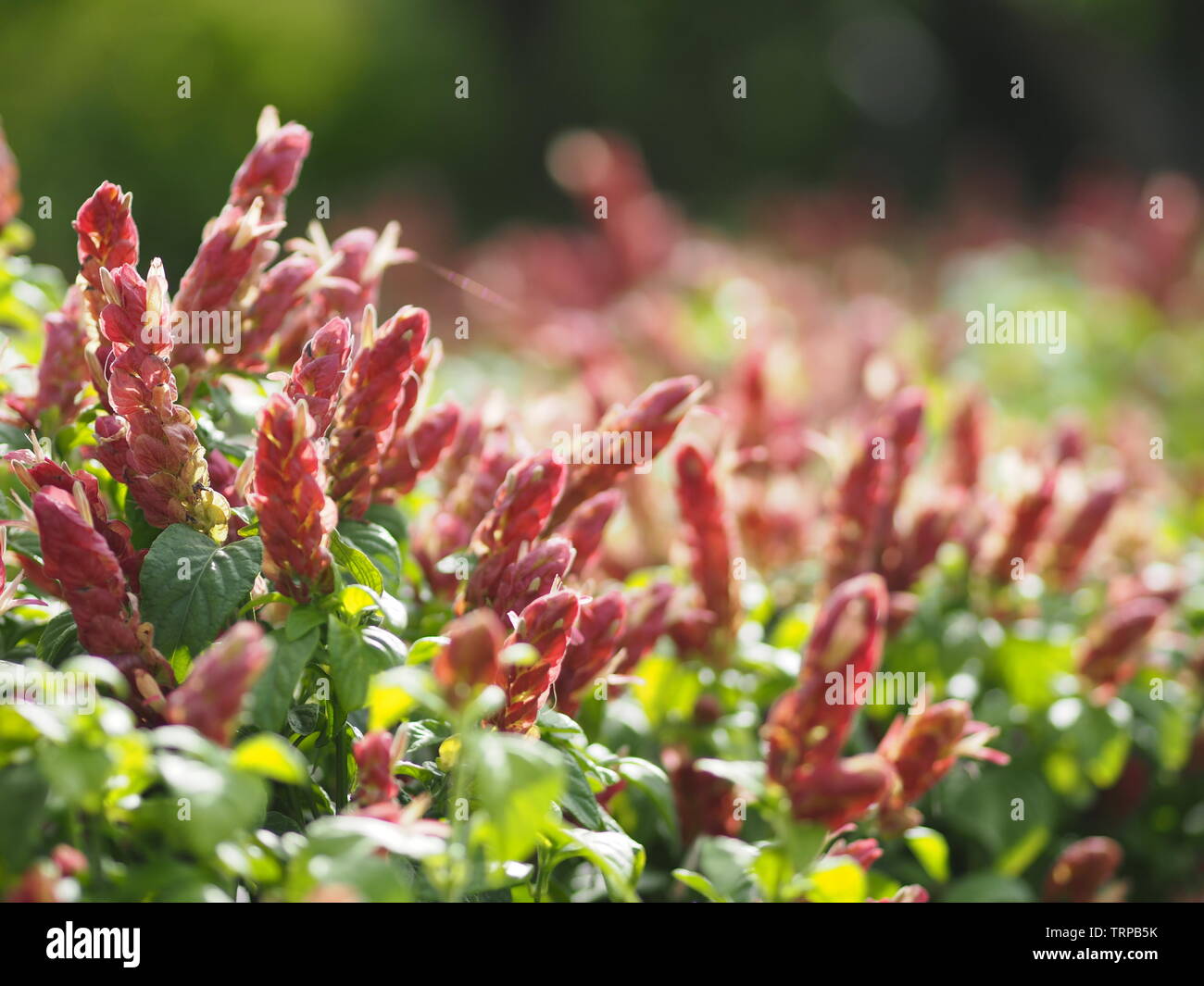 Slightly serrated leaves hi-res stock photography and images - Alamy