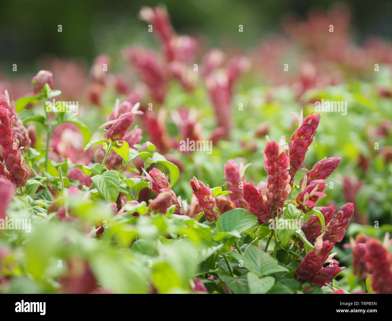 Pink red flower name Justicia Brandegeana Single leaf, opposite ...