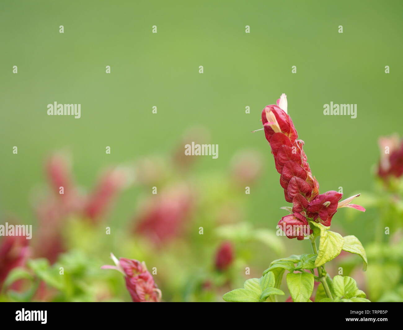 Alternate bud hi-res stock photography and images - Alamy