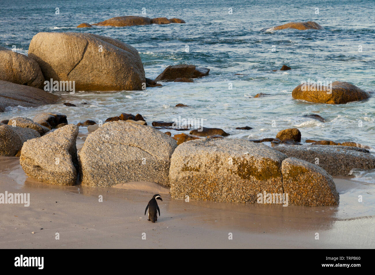 African penguin pinguino del cabo hi-res stock photography and images ...