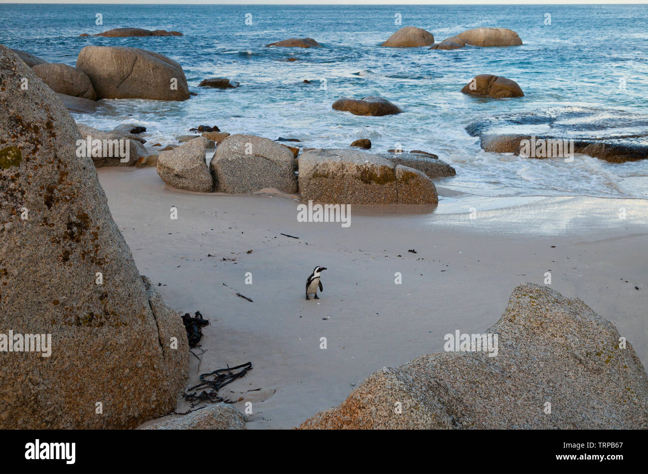 AFRICAN PENGUIN-PINGÜINO DEL CABO (Spheniscus demersus), Boulders Beach ...