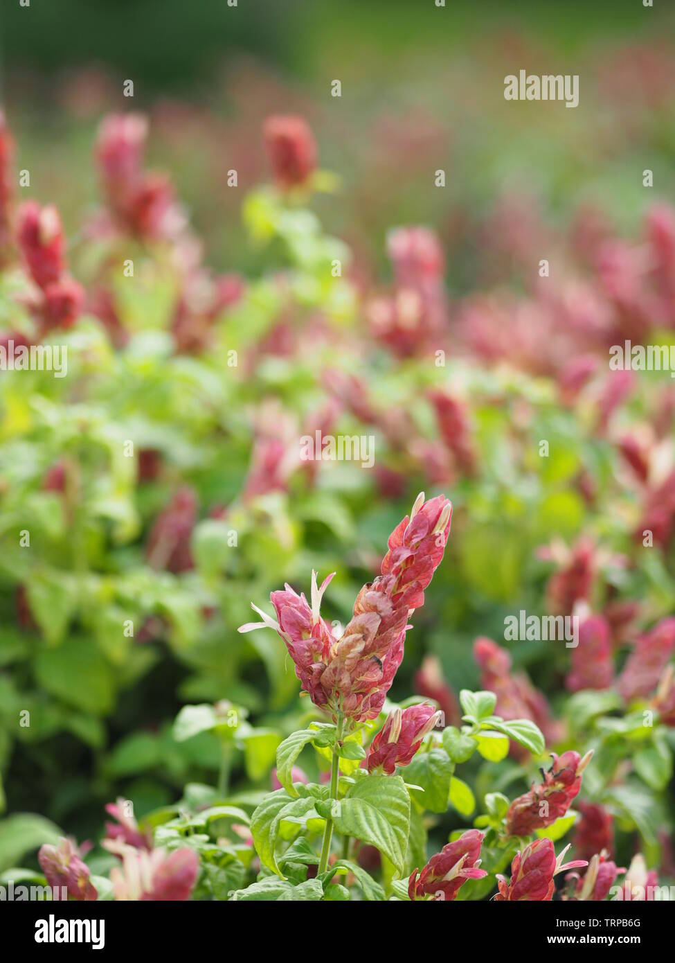 red pink flower Name Panama Queen Plant, The Orange Shrimp Plant, The ...