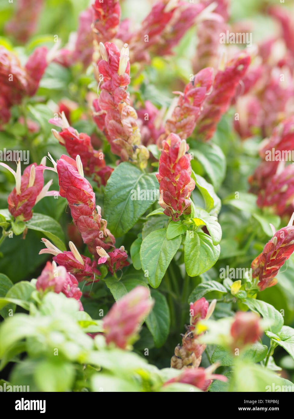 red pink flower Name Panama Queen Plant, The Orange Shrimp Plant, The ...