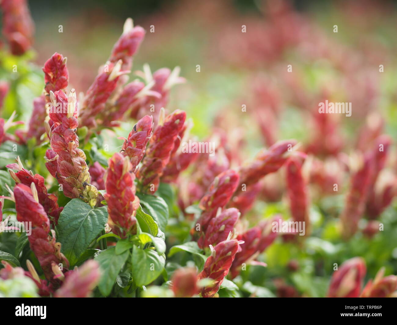 red pink flower Name Panama Queen Plant, The Orange Shrimp Plant, The ...