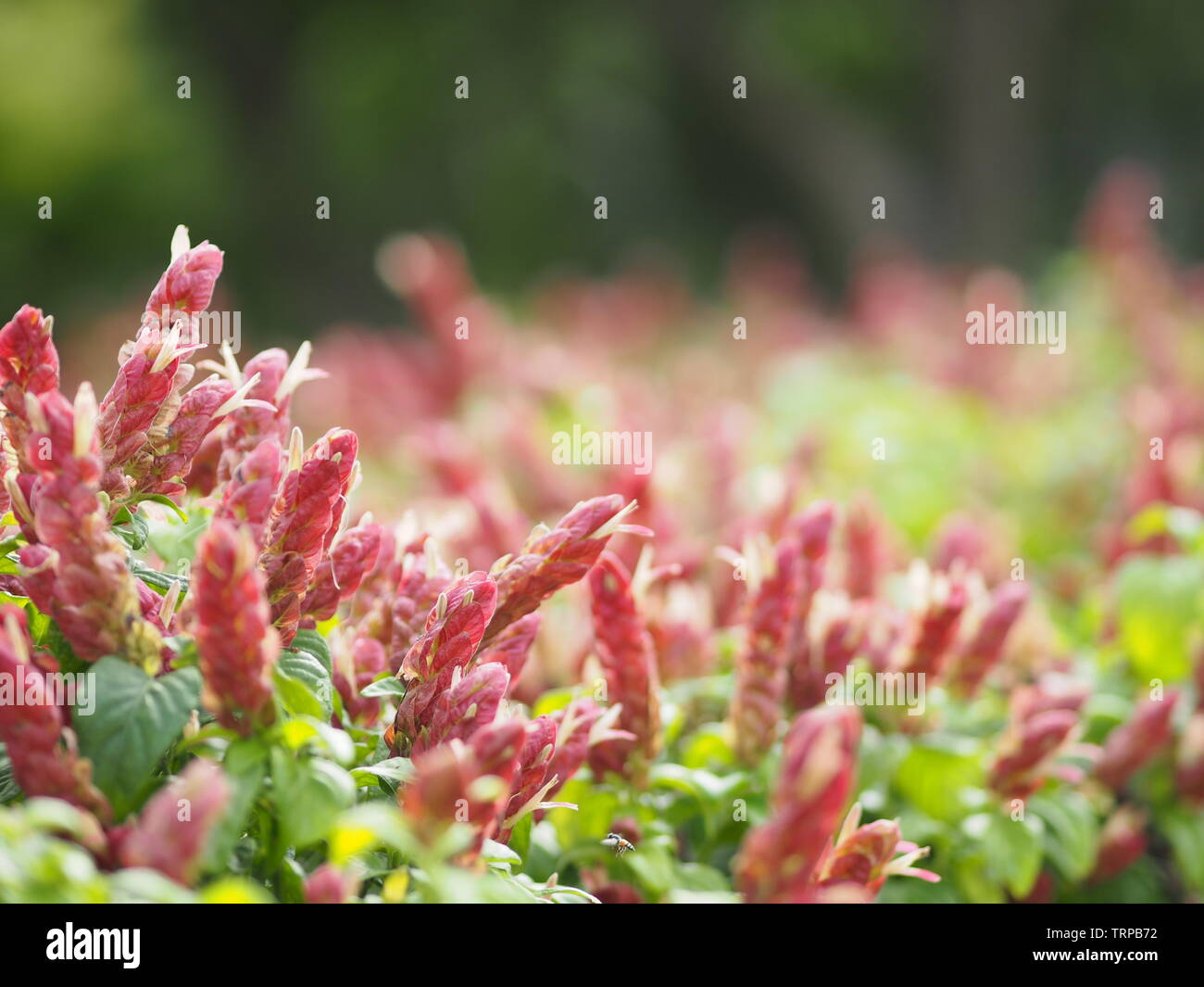 red pink flower Name Panama Queen Plant, The Orange Shrimp Plant, The ...