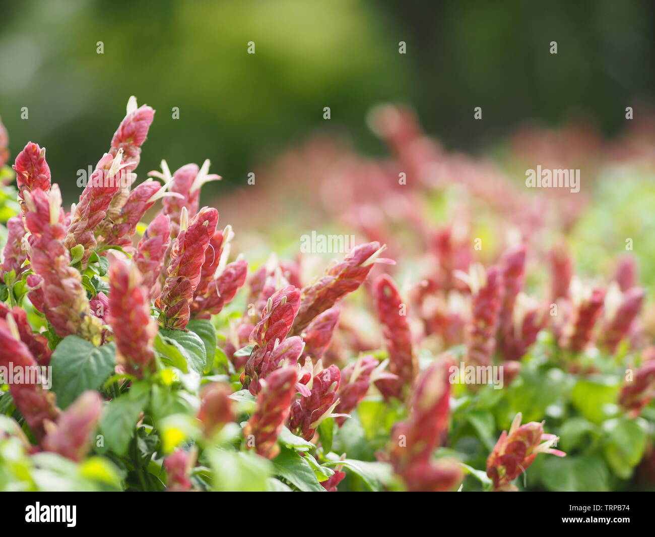red pink flower Name Panama Queen Plant, The Orange Shrimp Plant, The ...