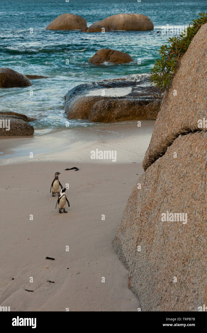 AFRICAN PENGUIN-PINGÜINO DEL CABO (Spheniscus demersus), Boulders Beach ...