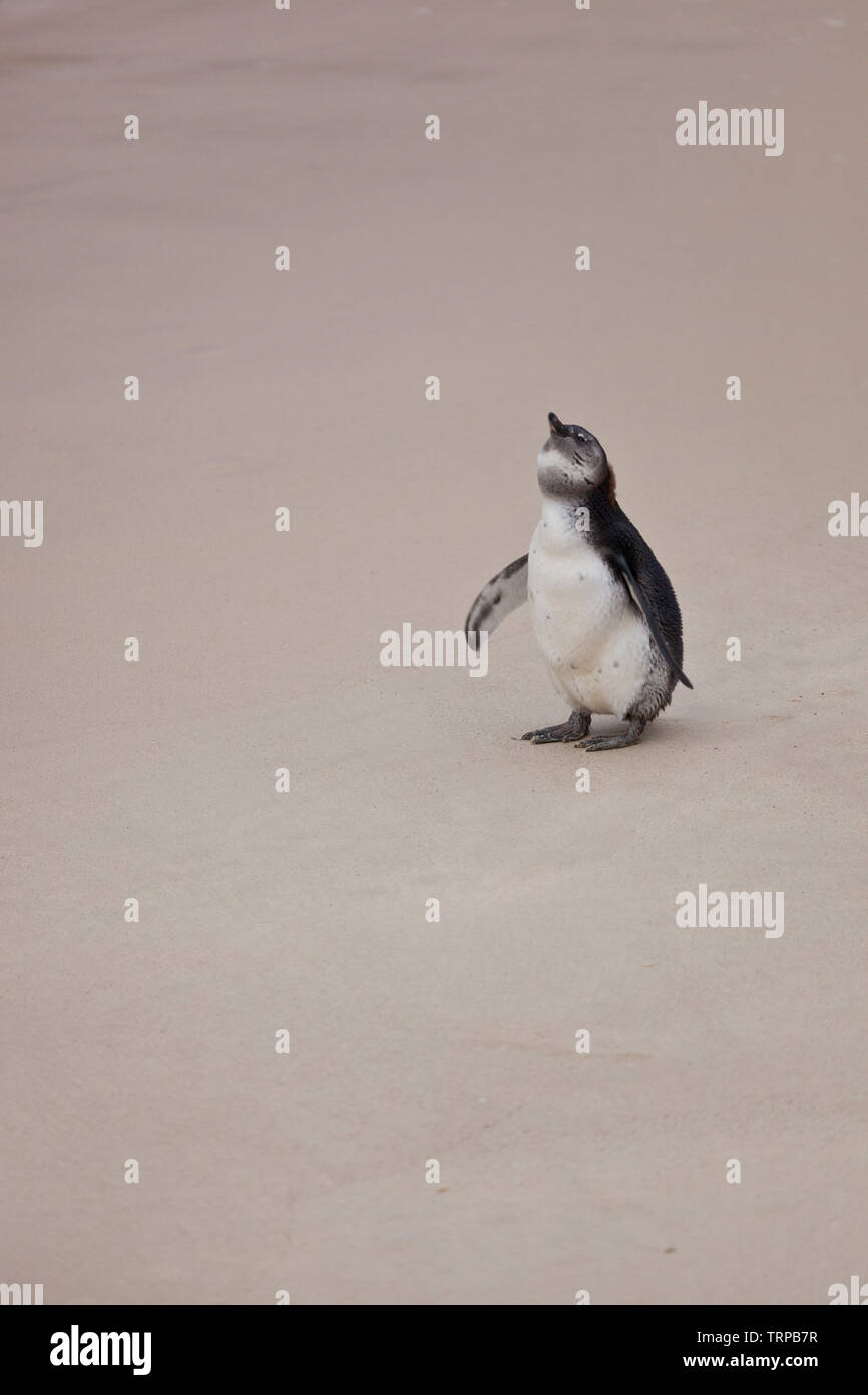 African penguin pinguino del cabo hi-res stock photography and images ...