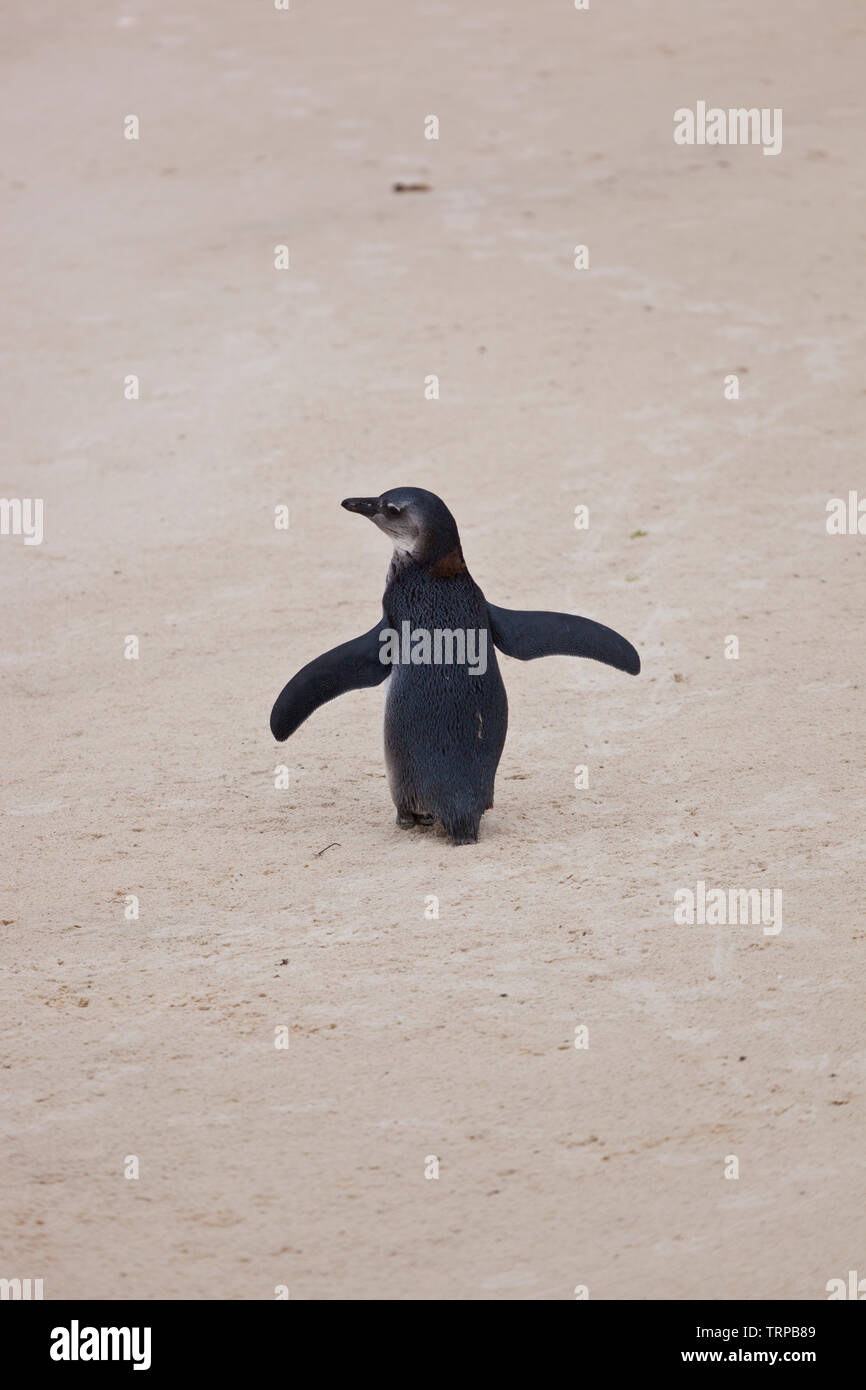 AFRICAN PENGUIN-PINGÜINO DEL CABO (Spheniscus demersus), Boulders Beach ...