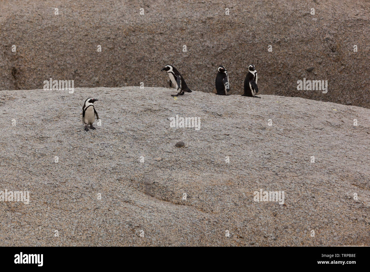 AFRICAN PENGUIN-PINGÜINO DEL CABO (Spheniscus demersus), Boulders Beach ...
