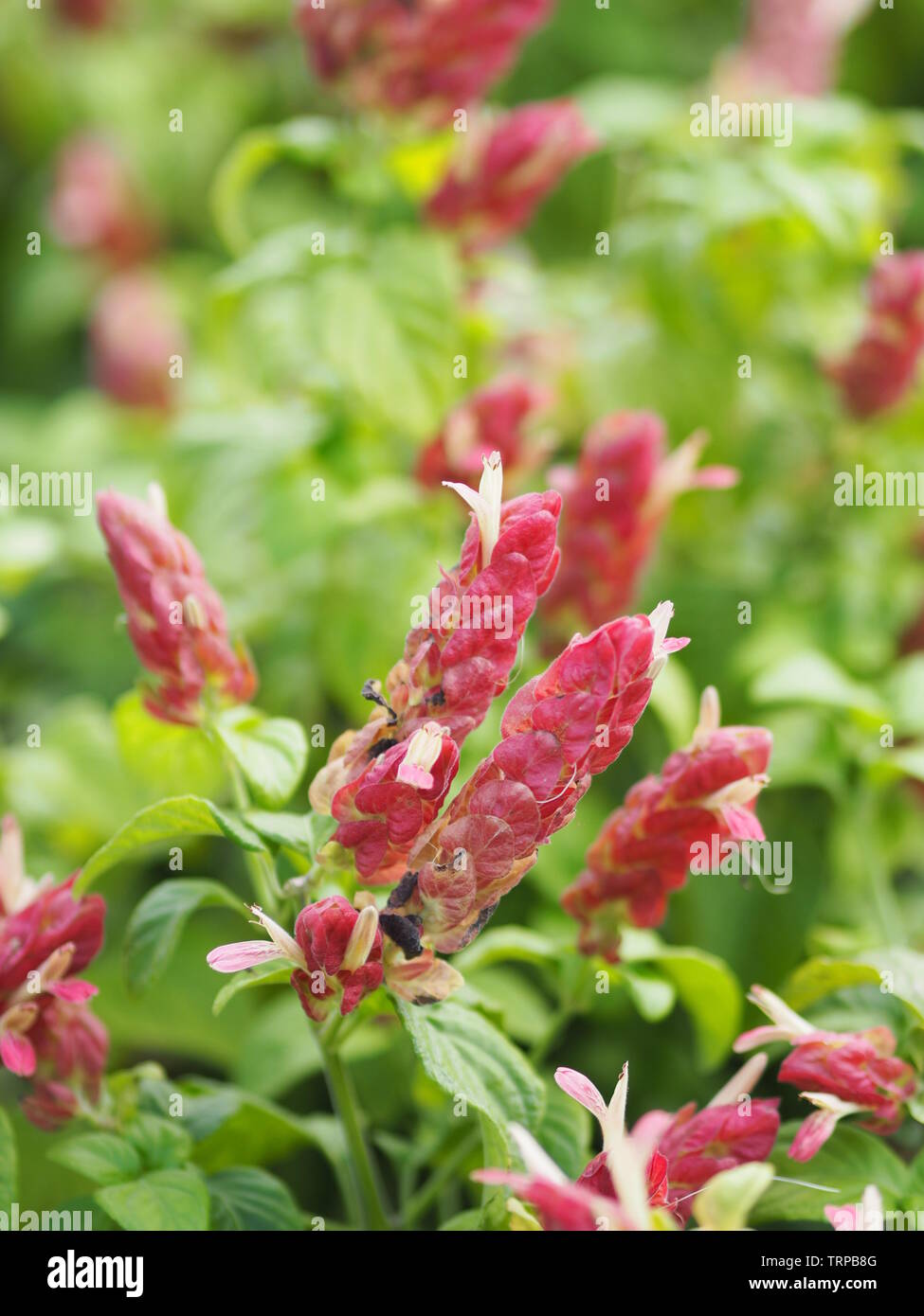 red pink flower Name Panama Queen Plant, The Orange Shrimp Plant, The ...