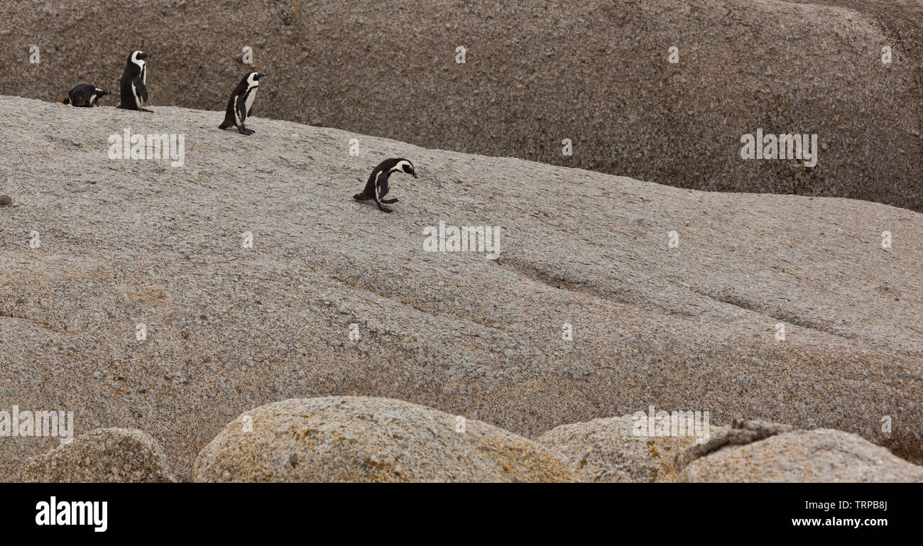 AFRICAN PENGUIN-PINGÜINO DEL CABO (Spheniscus demersus), Boulders Beach ...