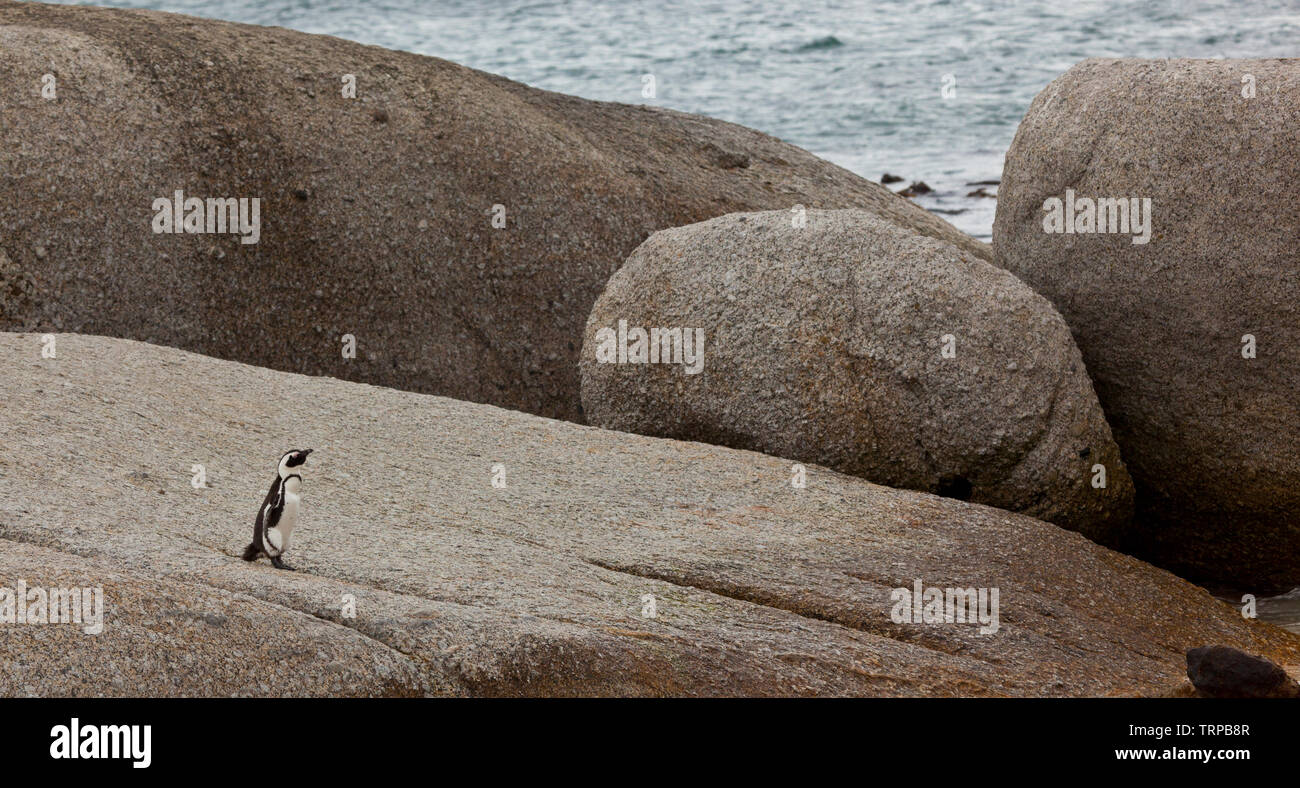 AFRICAN PENGUIN-PINGÜINO DEL CABO (Spheniscus demersus), Boulders Beach ...