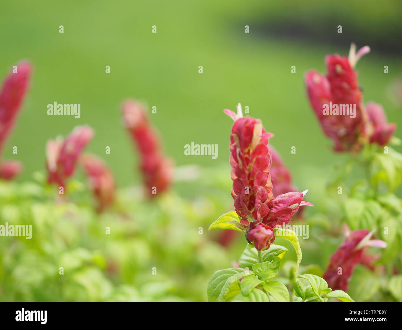 red pink flower Name Panama Queen Plant, The Orange Shrimp Plant, The ...