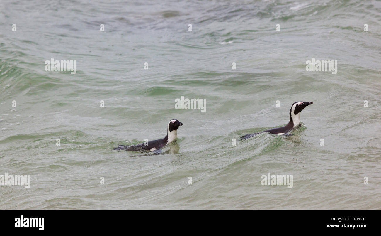 AFRICAN PENGUIN-PINGÜINO DEL CABO (Spheniscus demersus), Boulders Beach ...
