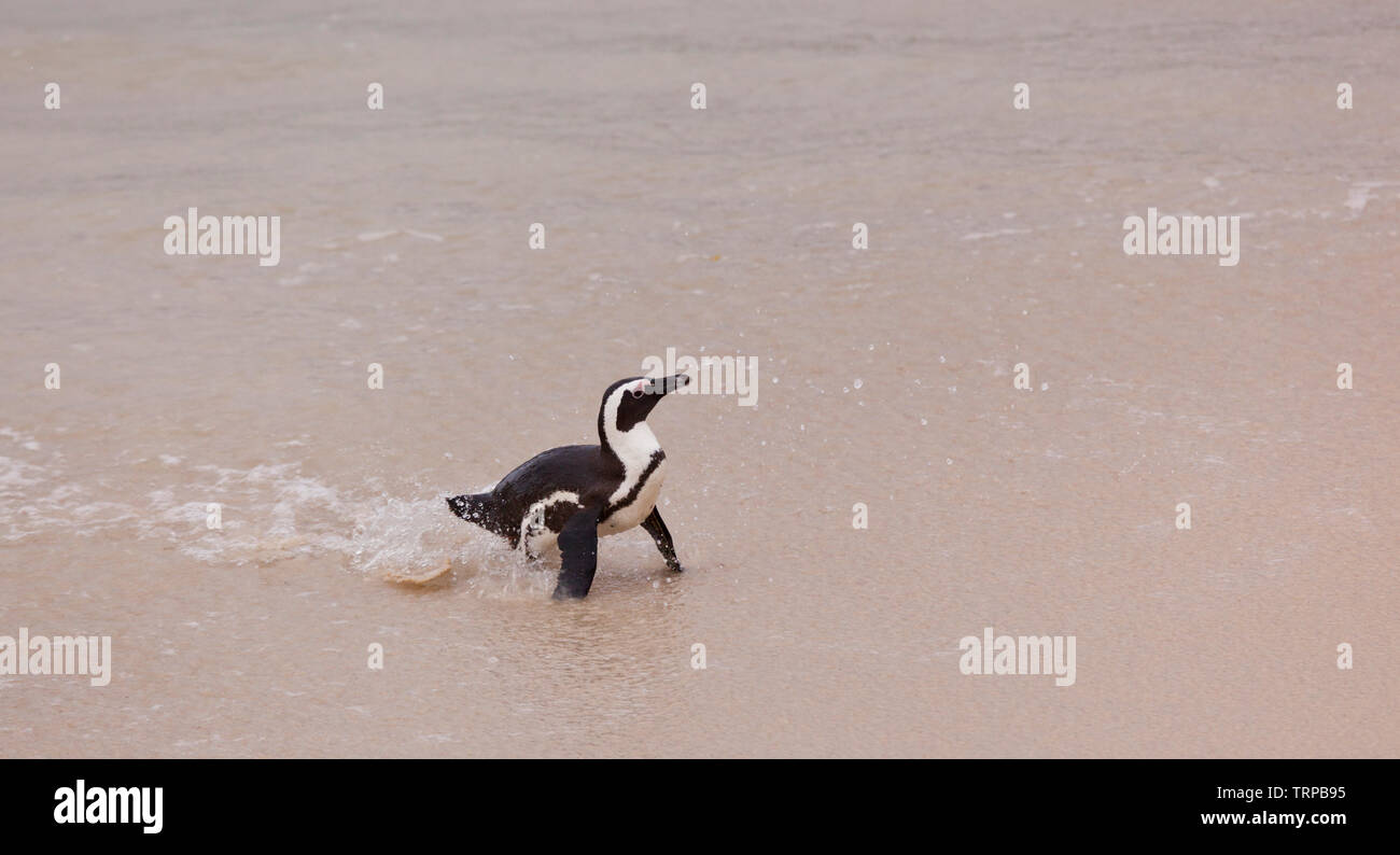 AFRICAN PENGUIN-PINGÜINO DEL CABO (Spheniscus demersus), Boulders Beach ...