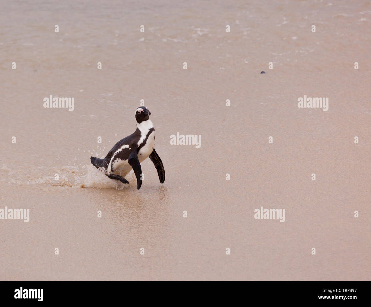 AFRICAN PENGUIN-PINGÜINO DEL CABO (Spheniscus demersus), Boulders Beach ...