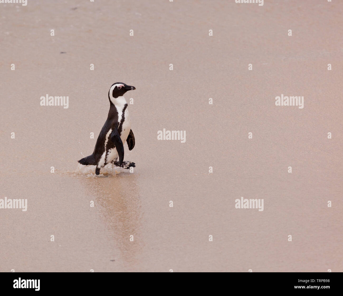 AFRICAN PENGUIN-PINGÜINO DEL CABO (Spheniscus demersus), Boulders Beach ...