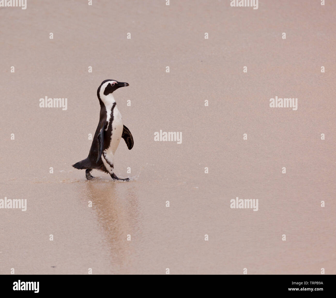 AFRICAN PENGUIN-PINGÜINO DEL CABO (Spheniscus demersus), Boulders Beach ...