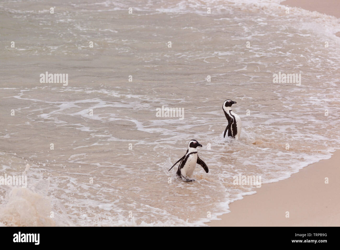 AFRICAN PENGUIN-PINGÜINO DEL CABO (Spheniscus demersus), Boulders Beach ...