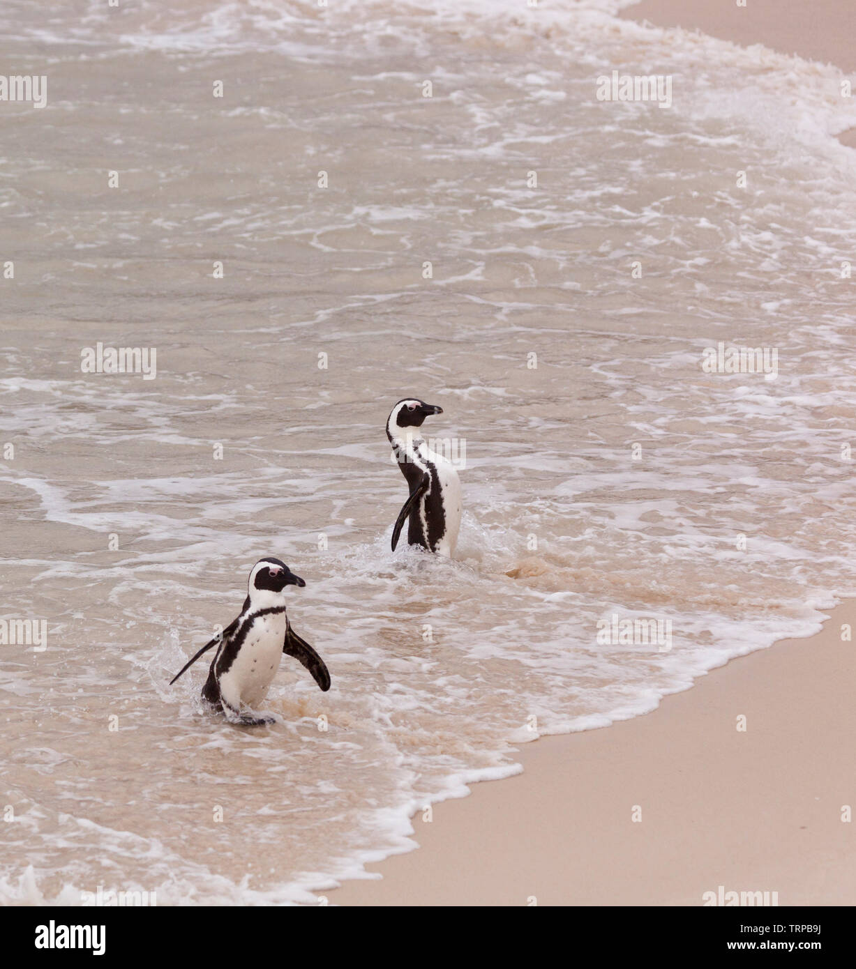 AFRICAN PENGUIN-PINGÜINO DEL CABO (Spheniscus demersus), Boulders Beach ...