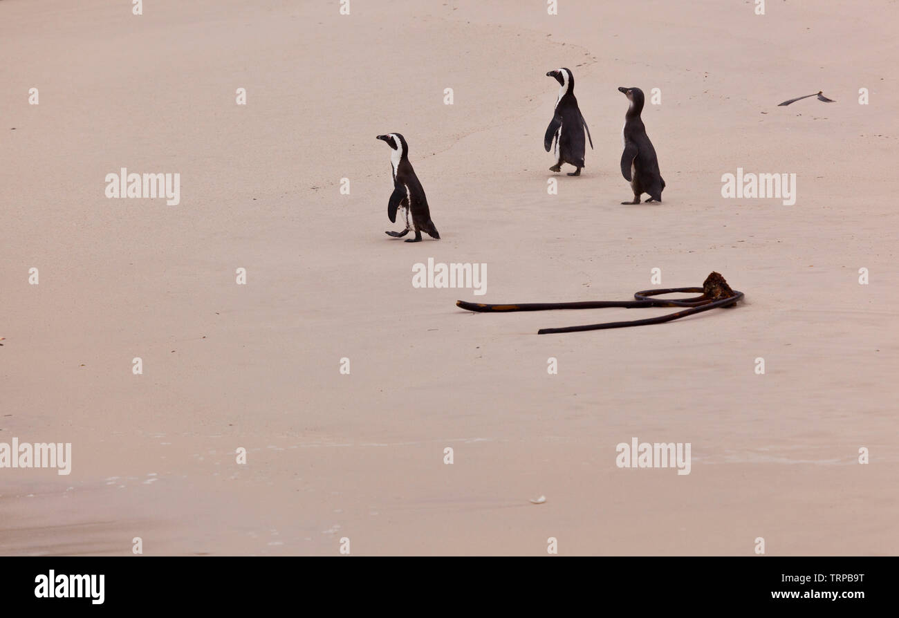 AFRICAN PENGUIN-PINGÜINO DEL CABO (Spheniscus demersus), Boulders Beach ...