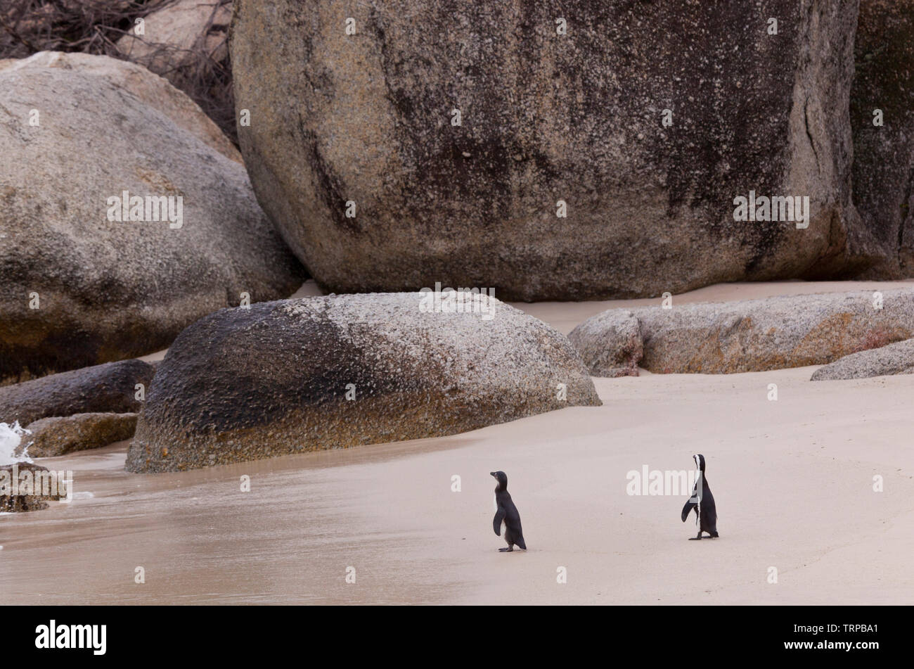 AFRICAN PENGUIN-PINGÜINO DEL CABO (Spheniscus demersus), Boulders Beach ...
