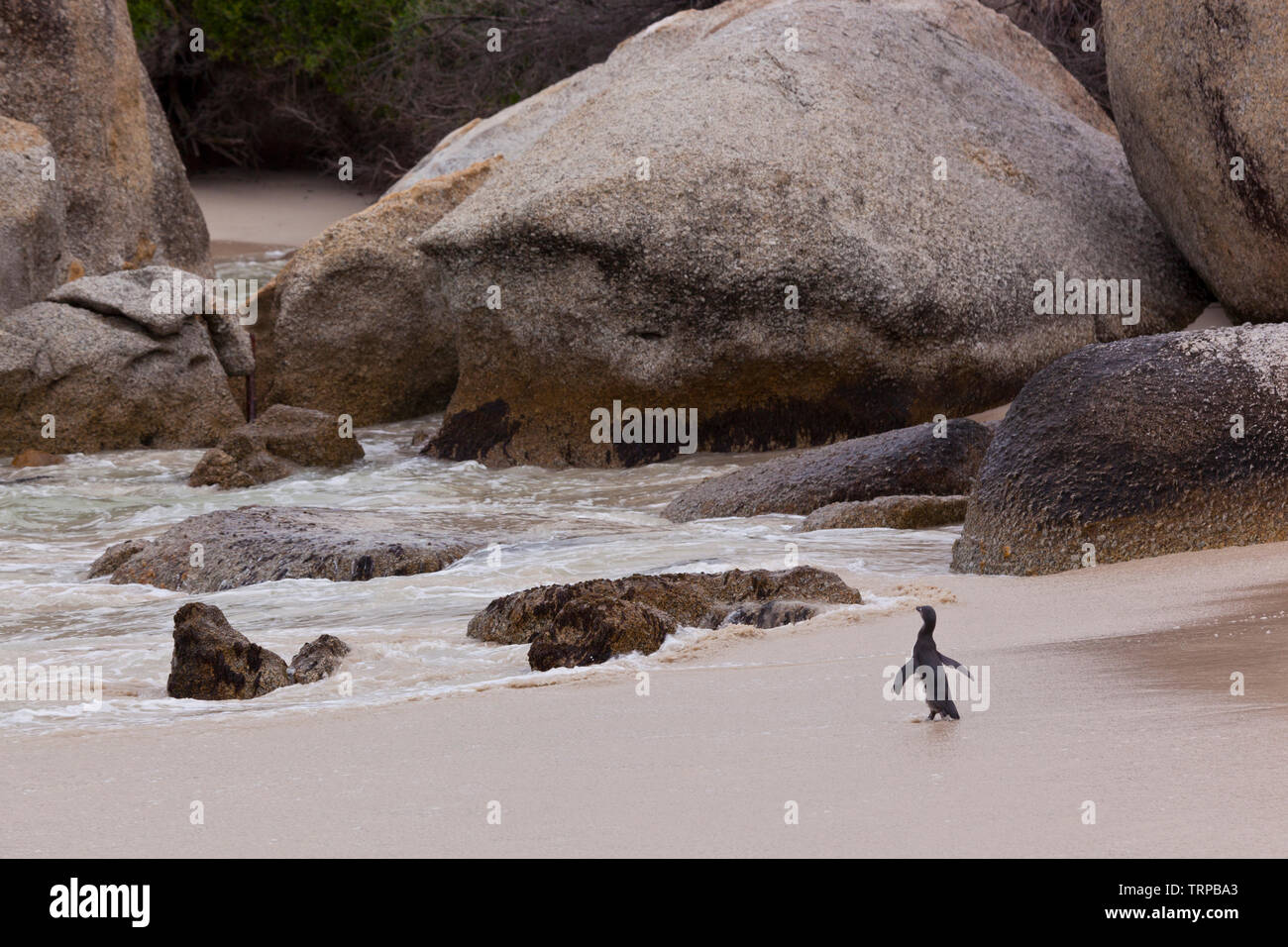 AFRICAN PENGUIN-PINGÜINO DEL CABO (Spheniscus demersus), Boulders Beach ...