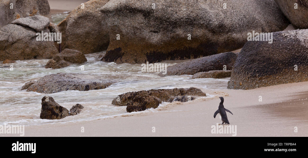 AFRICAN PENGUIN-PINGÜINO DEL CABO (Spheniscus demersus), Boulders Beach ...