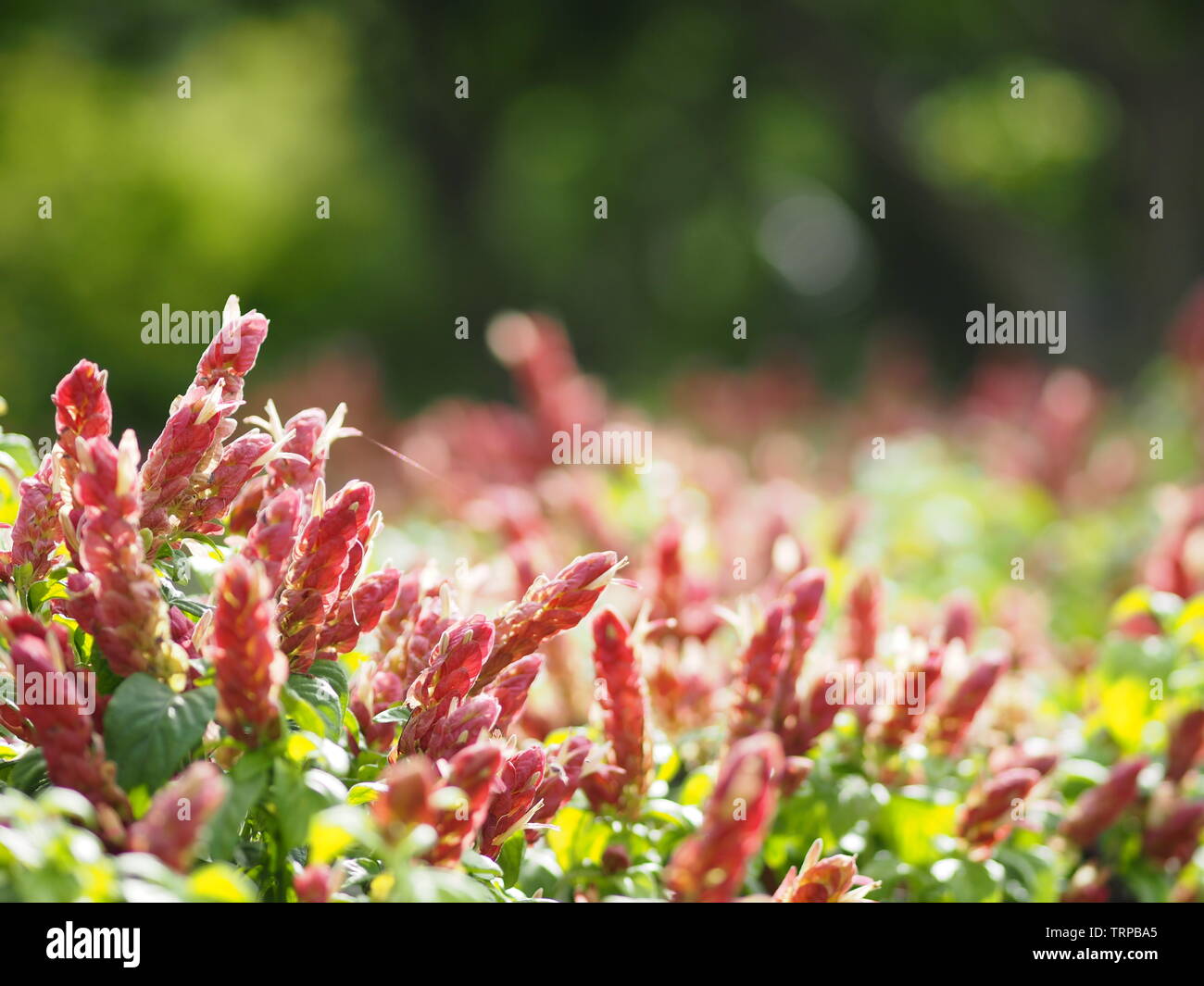 red pink flower Name Panama Queen Plant, The Orange Shrimp Plant, The ...