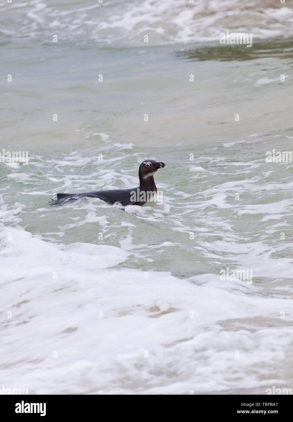 AFRICAN PENGUIN-PINGÜINO DEL CABO (Spheniscus demersus), Boulders Beach ...