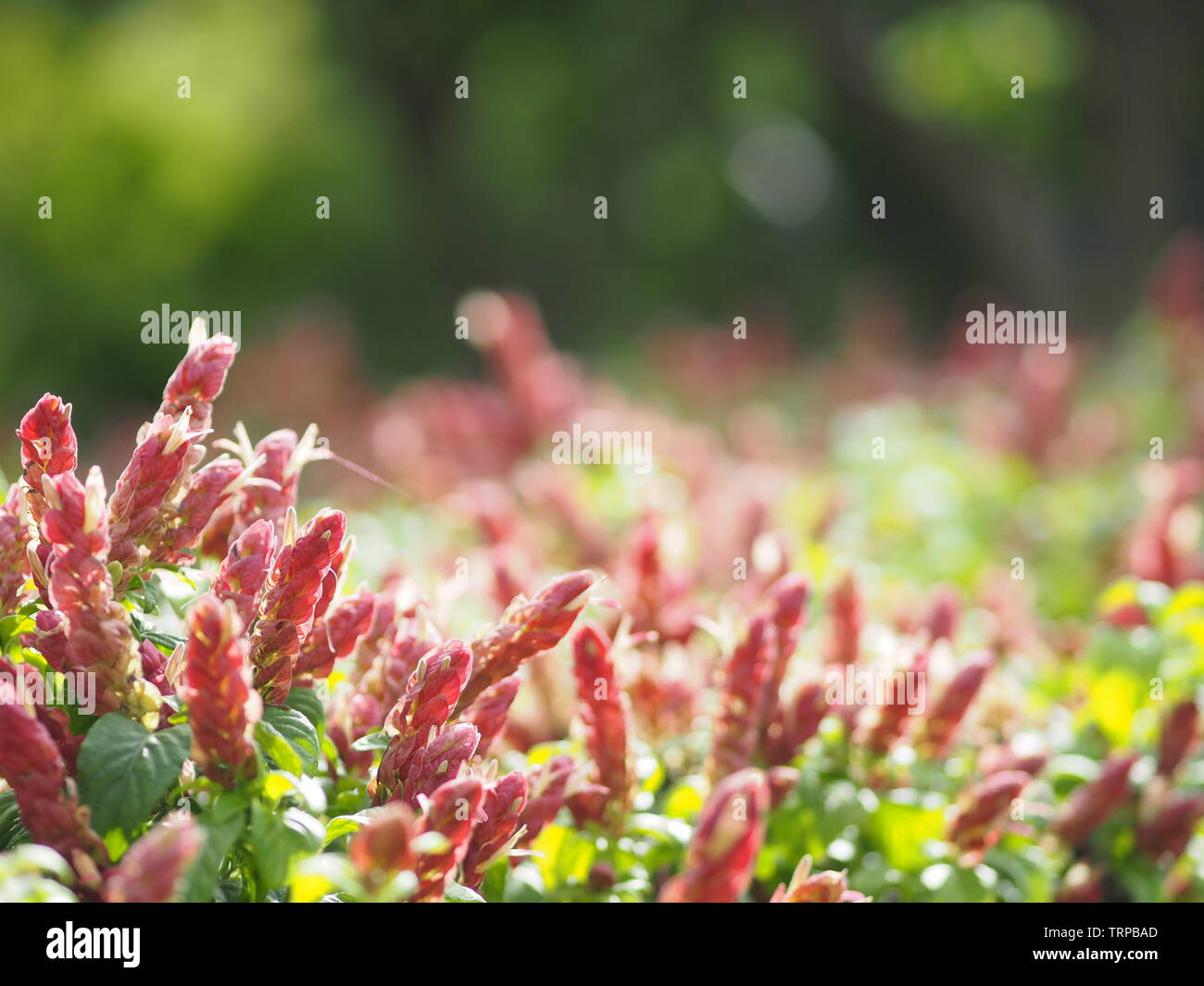 red pink flower Name Panama Queen Plant, The Orange Shrimp Plant, The ...