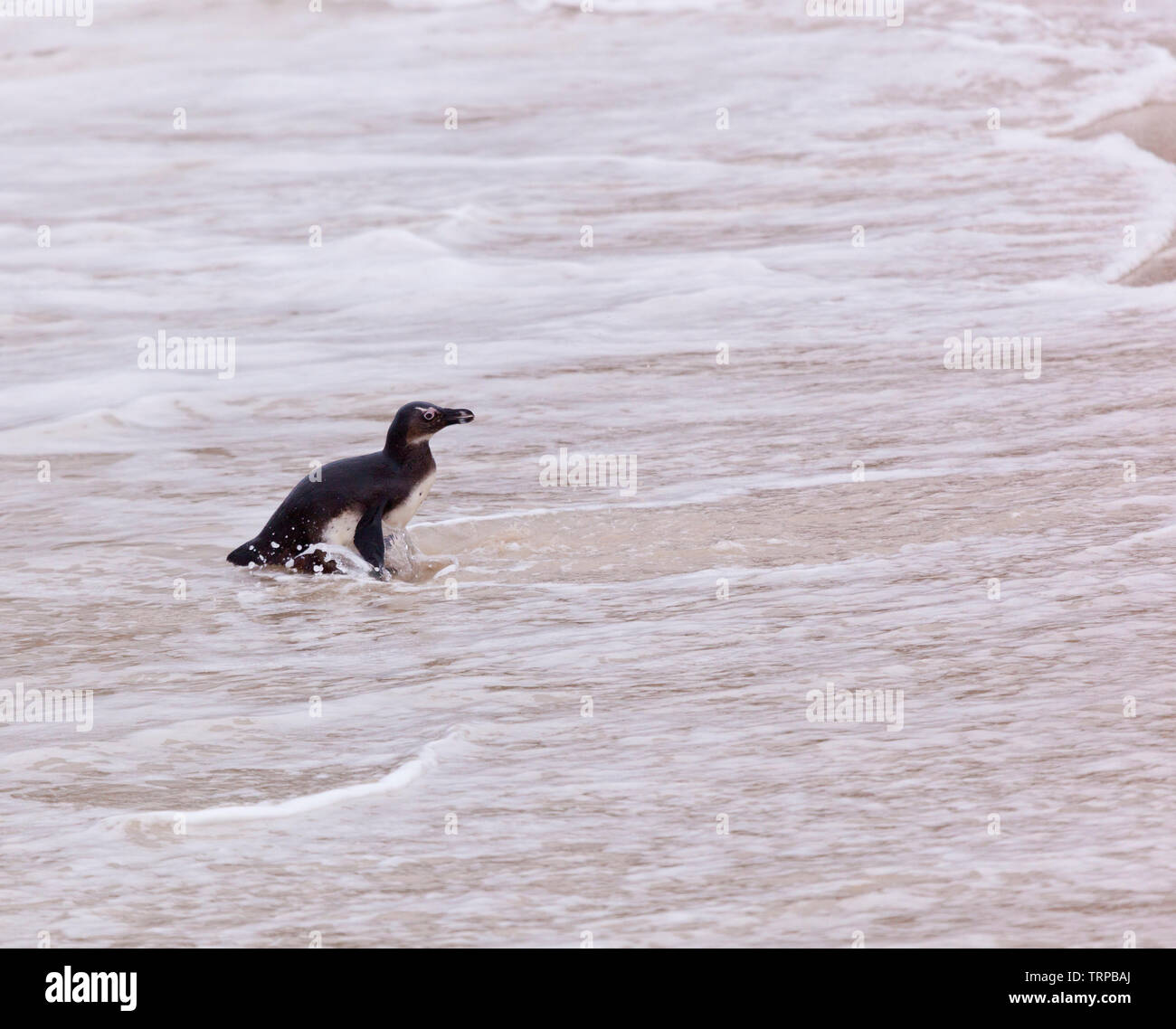 AFRICAN PENGUIN-PINGÜINO DEL CABO (Spheniscus demersus), Boulders Beach ...