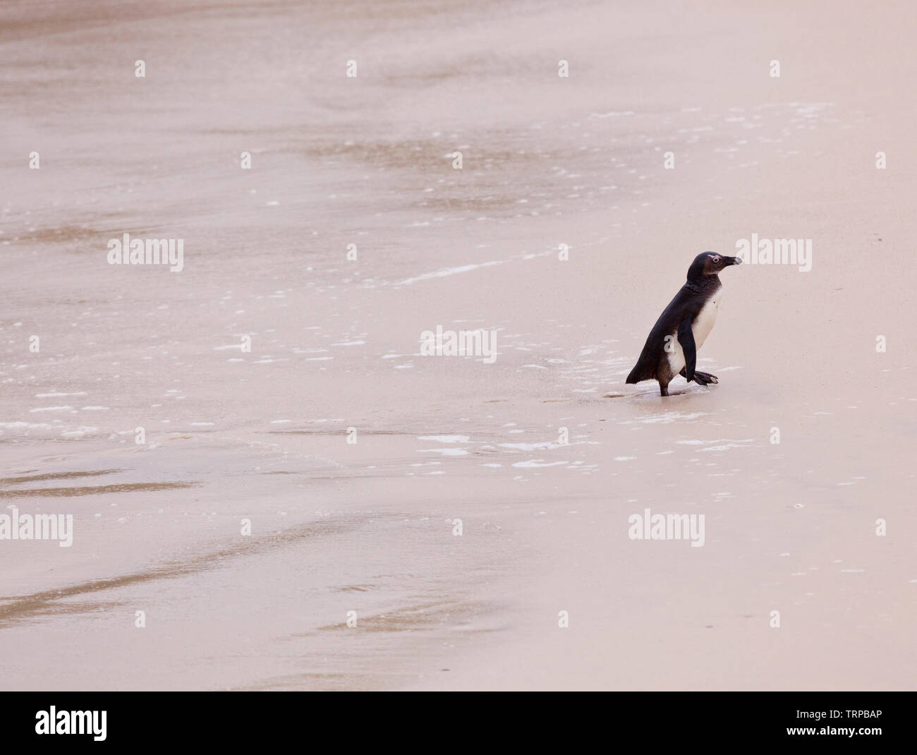 AFRICAN PENGUIN-PINGÜINO DEL CABO (Spheniscus demersus), Boulders Beach ...